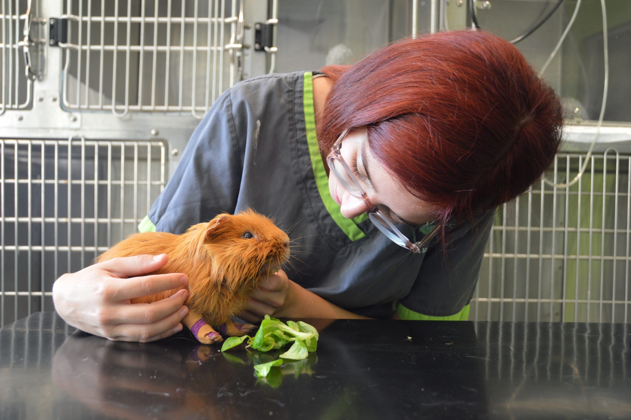 Vétérinaire Rongeurs - VTnac Hingeon